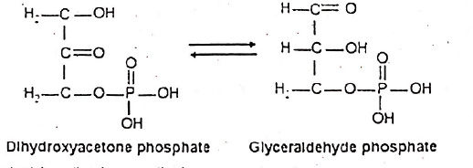 Dihydroxy acetone phosphate and glyceraldehyde -3-phosphate are ...