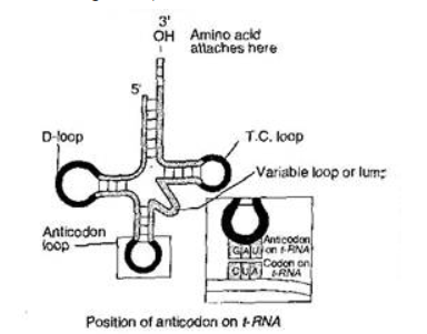 Anticodon occurs in - Tardigrade