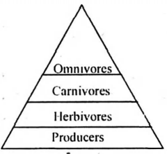 In an upright pyramid of biomass, the herbivores occupy the position