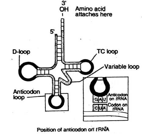 Anticodon is present on - Tardigrade