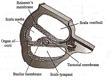 Identify a, b, c, d in given diagram.