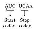 If DNA codons are ATG GAA, insertion of thymine after the first codon ...