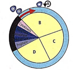 Identify A, B, C and D in the given diagram depicting cell cycle and ...
