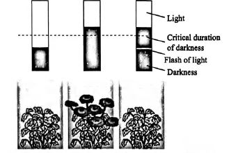From the given figure, can you guess the kind of plant if the exposure ...