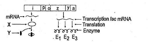 In the following diagram of the lac operon, an operon for inducible ...