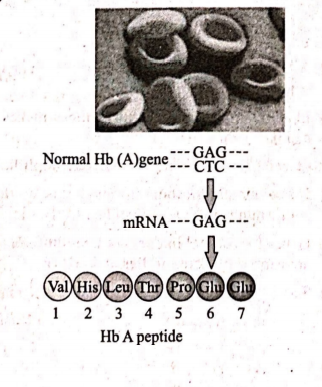 Recognise the figure and find out the correct matching.