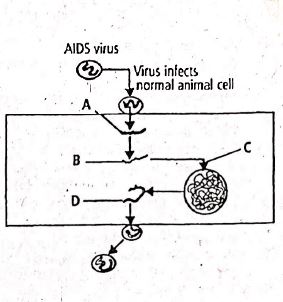 Refer the given flow chart of the mode of action of and AIDS virus ...