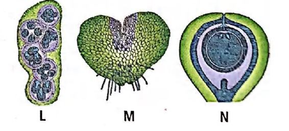 Identify the given structures and select the correct option. L M N (a ...
