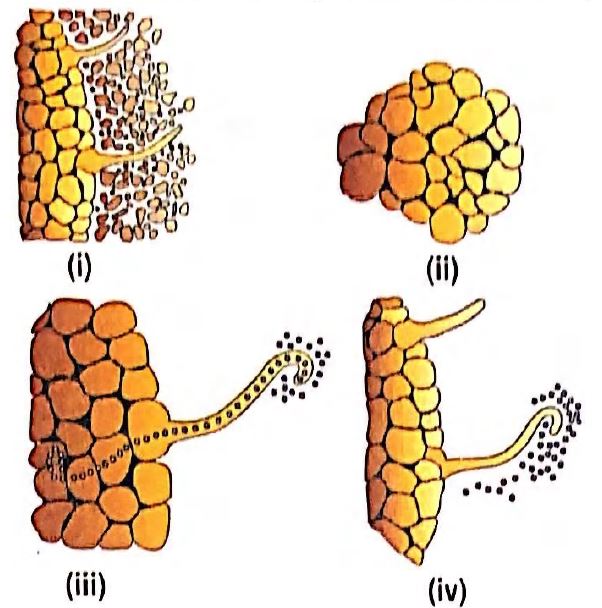 Study the given figures carefully showing the development of root ...