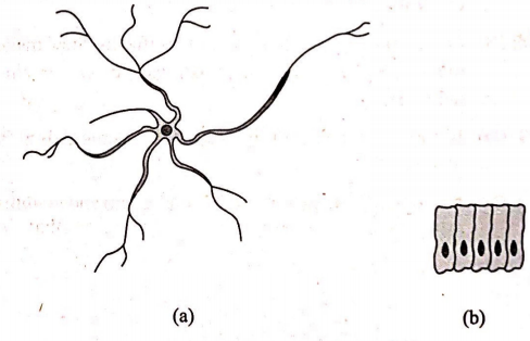 Recognise the figure and find out the correct matching