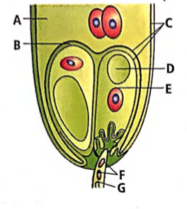 Refer to the given figure of egg apparatus showing entry of pollen tube ...