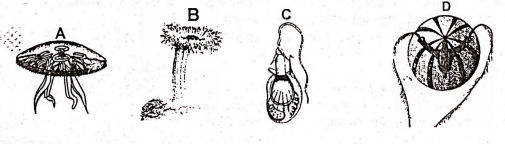 Examine the figures A, B, C and D. In which one of the four options all ...