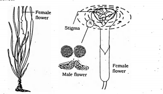 The above figure showing hydrophily is of