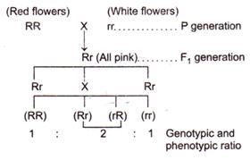 1: 2: 1 phenotypic and genotypic ratio is found in
