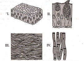 The four figures (I, II, III and IV) given below, represent four ...