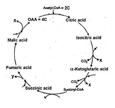 X Y Z (a) GTP NADH2 CO2 (b) FADH2 NADH2 GTP (c) NADH2 FADH2 GTP (d) CO2 ...
