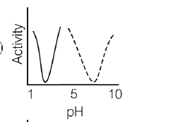 Solid and dotted lines represent the activities of pepsin and salivary ...
