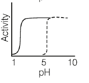 Solid and dotted lines represent the activities of pepsin and salivary ...
