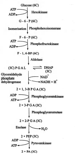 Recognise the figure and find out the correct matching