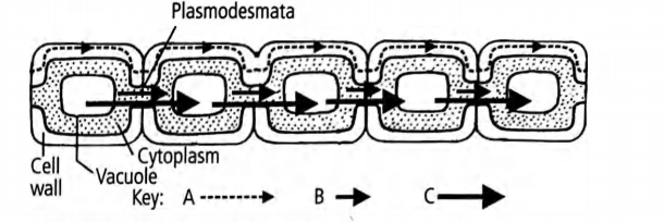 The given figure shows three different types of pathways of ...