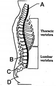 The following indicates vertebral column of human (right lateral view ...