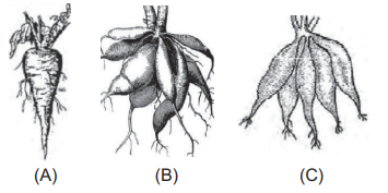 Identify the type of root given in the figure, from the given options.
