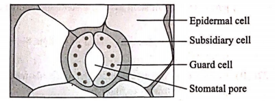 Recognise the figure and find out the correct matching.