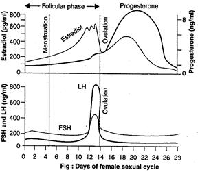 The phase of menstrual cycle in humans that lasts for 7-8 days, is: