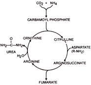 The stage of Ornithine cycle at which arginase enzyme is used