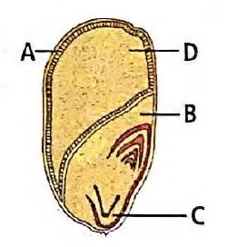 In the given figure of maize grain certain regions are labelled as A, B ...