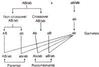 A and B genes are linked. What should be the genotype of progeny in a ...