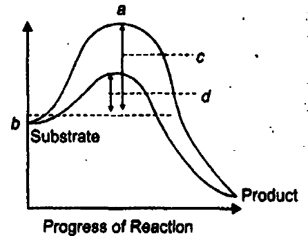 The figure given below shows the conversion of substrate into product ...