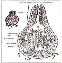 Which organism forms perithecia in its life cycle?