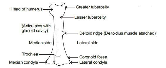 Deltoid ridge is found in which one of the following bones?