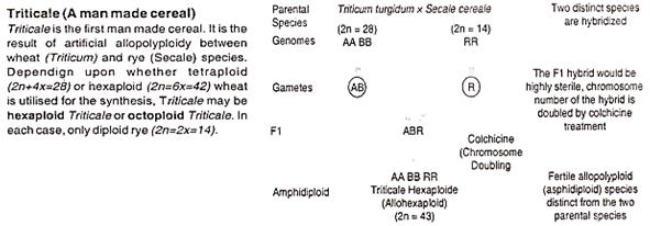 Triticale is a hybrid formed from the members belonging to the ...
