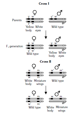 The experiment shown in the figure below has been carried out by Morgan ...