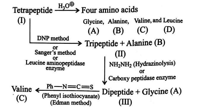 The tripeptide (II) is: