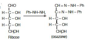 Ribose and 2-deoxyribose can be differentiated by