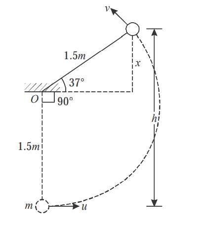 A heavy particle is suspended by a string of length 1.5 m. It is given a horizontal velocity √57 ...