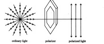 Polarisation of light is the only phenomenon that establishes: