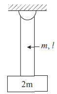 A block of mass 2 m is hanging at the lower end of a rope of mass m and ...