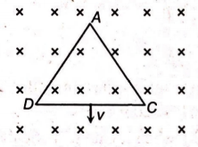 An equilateral triangular loop A D C having some resistance is pulled ...