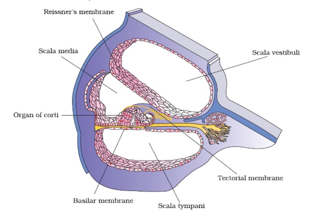 In the diagram identify A, B and C.