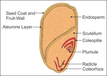 The sheath enclosing plumule and radicle respectively in monocot seed is: