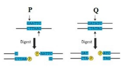 Analyze the action of restriction endonuclease in the given below ...