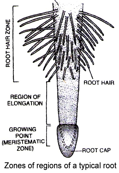 Secondary growth and lateral roots are found in which part of the roots?