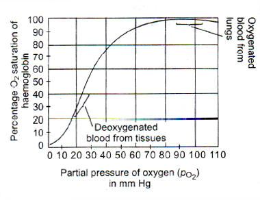 Which of the curve shows, how oxygen is loaded and unloaded due to ...