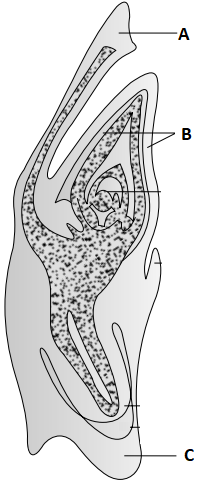 In the given figure, identify the parts labelled A, B and C and select ...