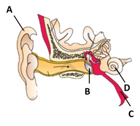 Identify the functions of A, B and C in the given diagram and select ...