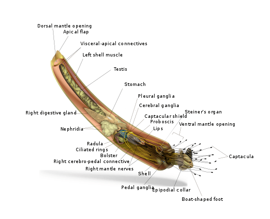 The generic name of tusk shell is - Tardigrade